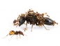 ANTSTORE - Ameisenshop - Ameisen kaufen - Carebara diversa ...