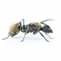 ANTSTORE - Ameisenshop - Ameisen kaufen - Polyrhachis dives (waver ants)