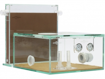 ANTSTORE - Ameisenshop - Ameisen kaufen - Our starter kits to get ...