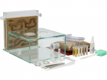 ANTSTORE - Ameisenshop - Ameisen kaufen - Our starter kits to get ...