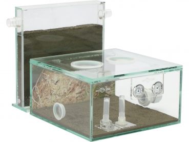 ANTSTORE - Ameisenshop - Ameisen kaufen - Our starter kits to get ...