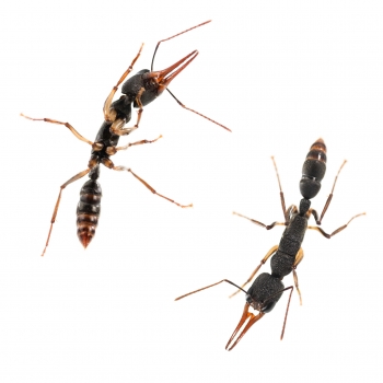 ANTSTORE - Ameisenshop - Ameisen kaufen - Buy ants and ant colonies ...