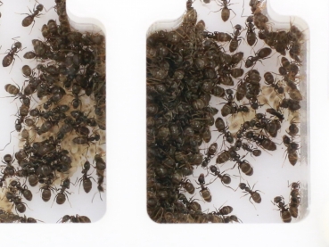 ANTSTORE - Ameisenshop - Ameisen kaufen - Our starter kits to get ...