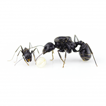 ANTSTORE - Ameisenshop - Ameisen kaufen - Bundle Offer - Messor arenarius