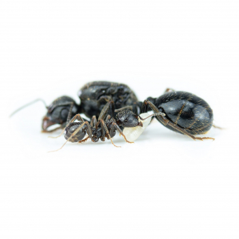 ANTSTORE - Ameisenshop - Ameisen kaufen - Ameisenshop - Startseite ...