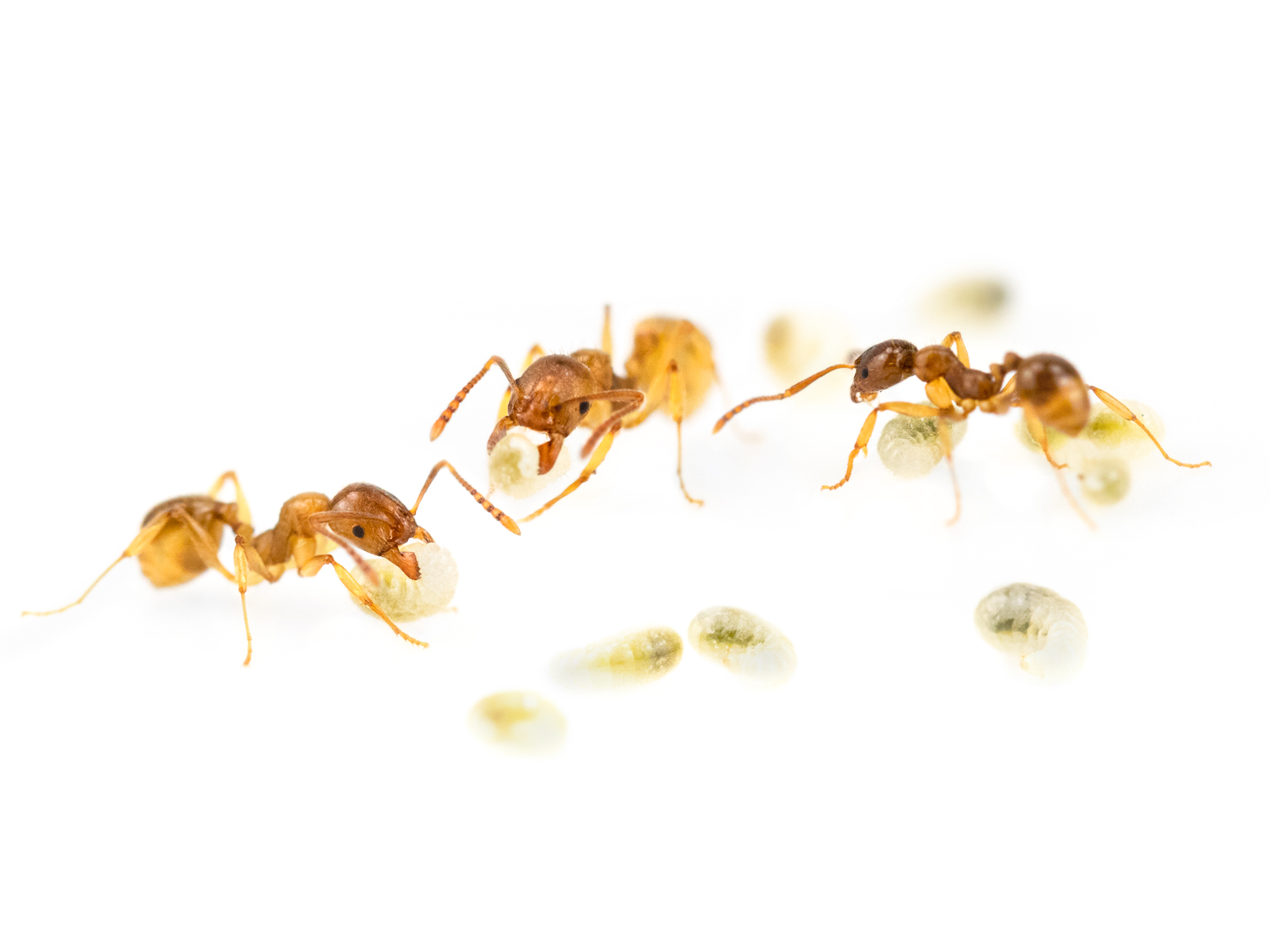 ANTSTORE - Ameisenshop - Ameisen kaufen - Aphaenogaster subterranea ...