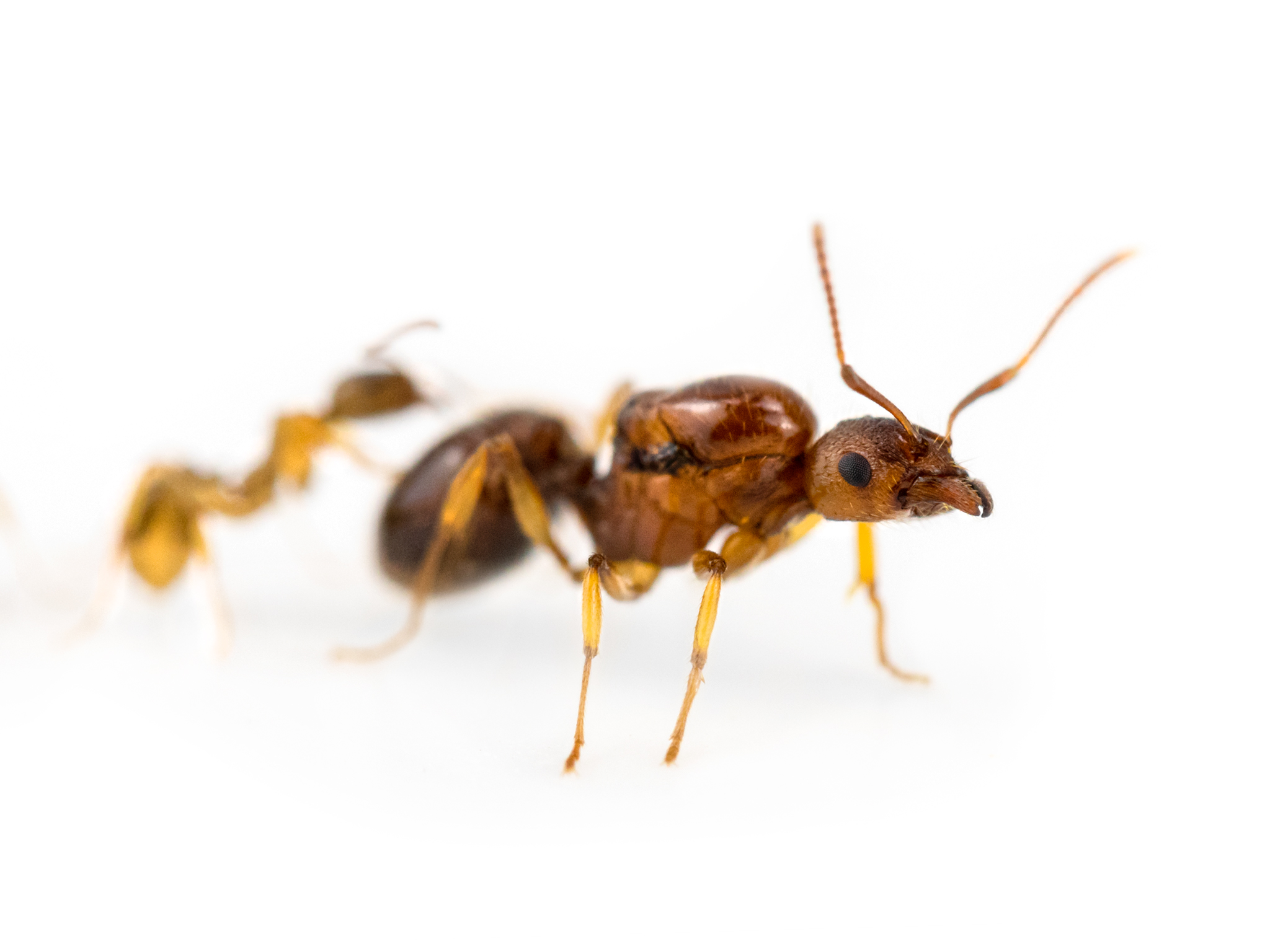 ANTSTORE - Ameisenshop - Ameisen kaufen - Aphaenogaster subterranea ...