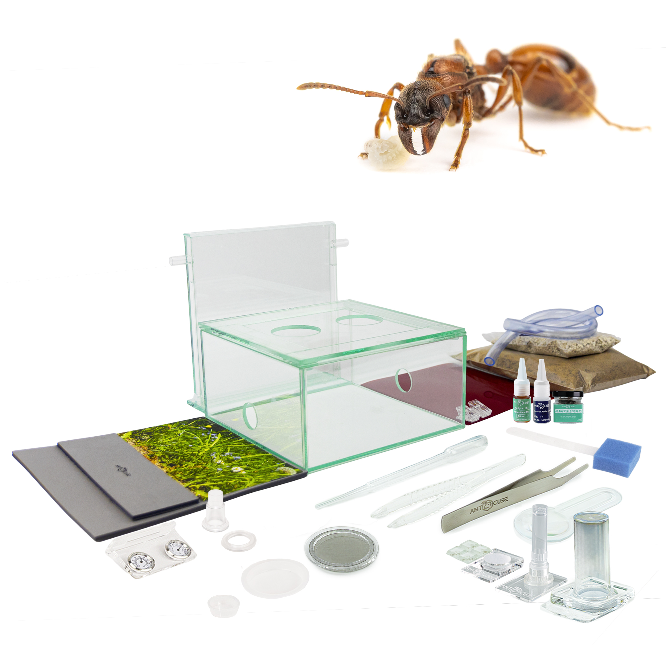 ANTSTORE - Ameisenshop - Ameisen kaufen - Bundle Offer - Manica rubida