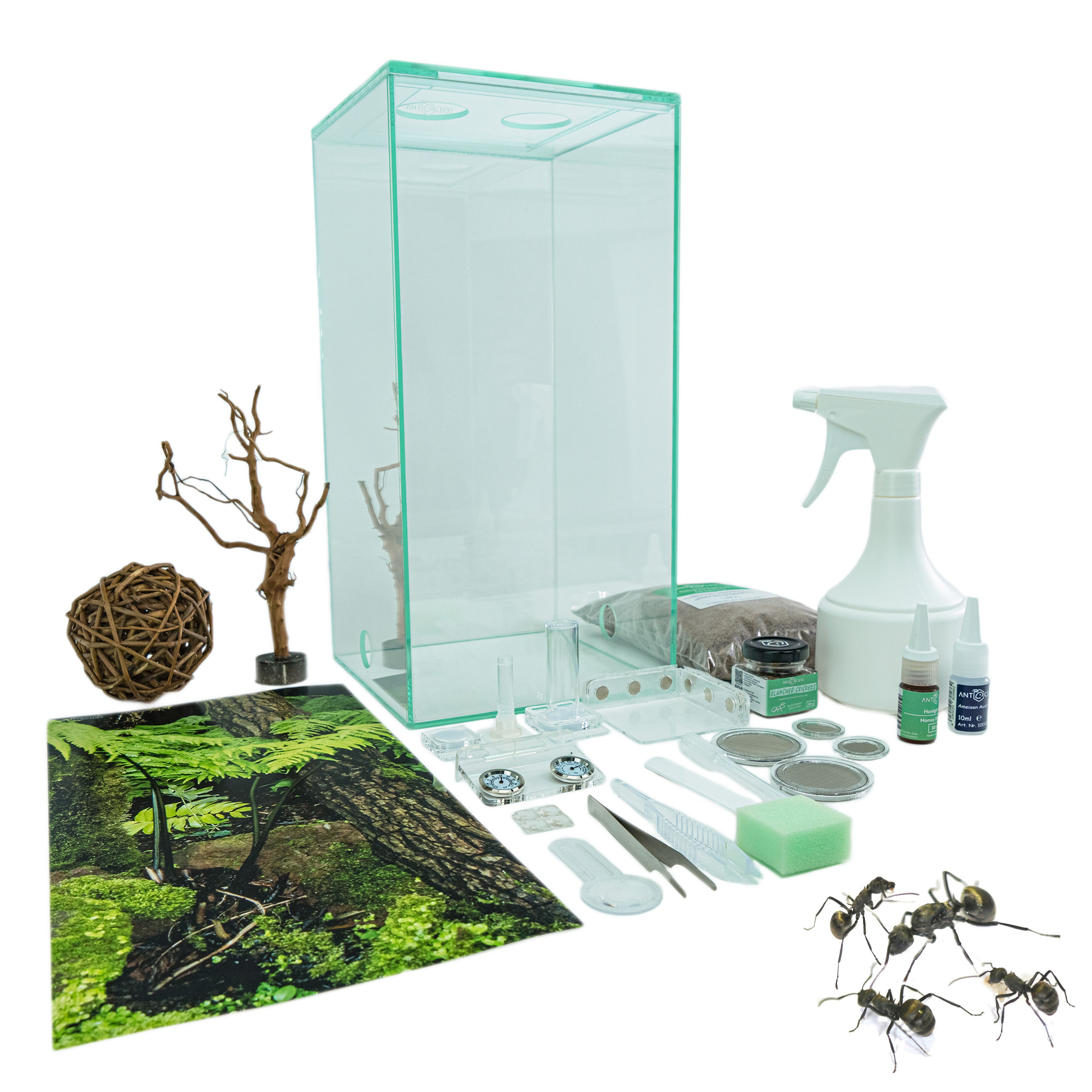 ANTSTORE - Ameisenshop - Ameisen kaufen - Bundle Offer - Polyrhachis dives