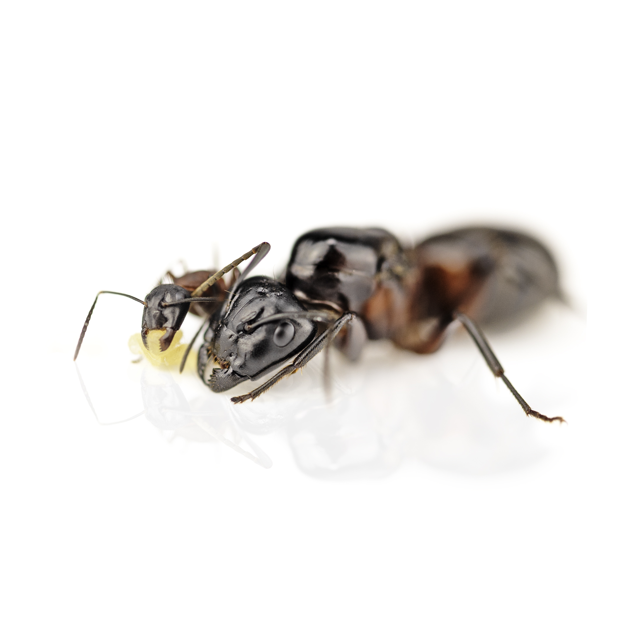 ANTSTORE - Ameisenshop - Ameisen kaufen - Camponotus ligniperdus ligniperda