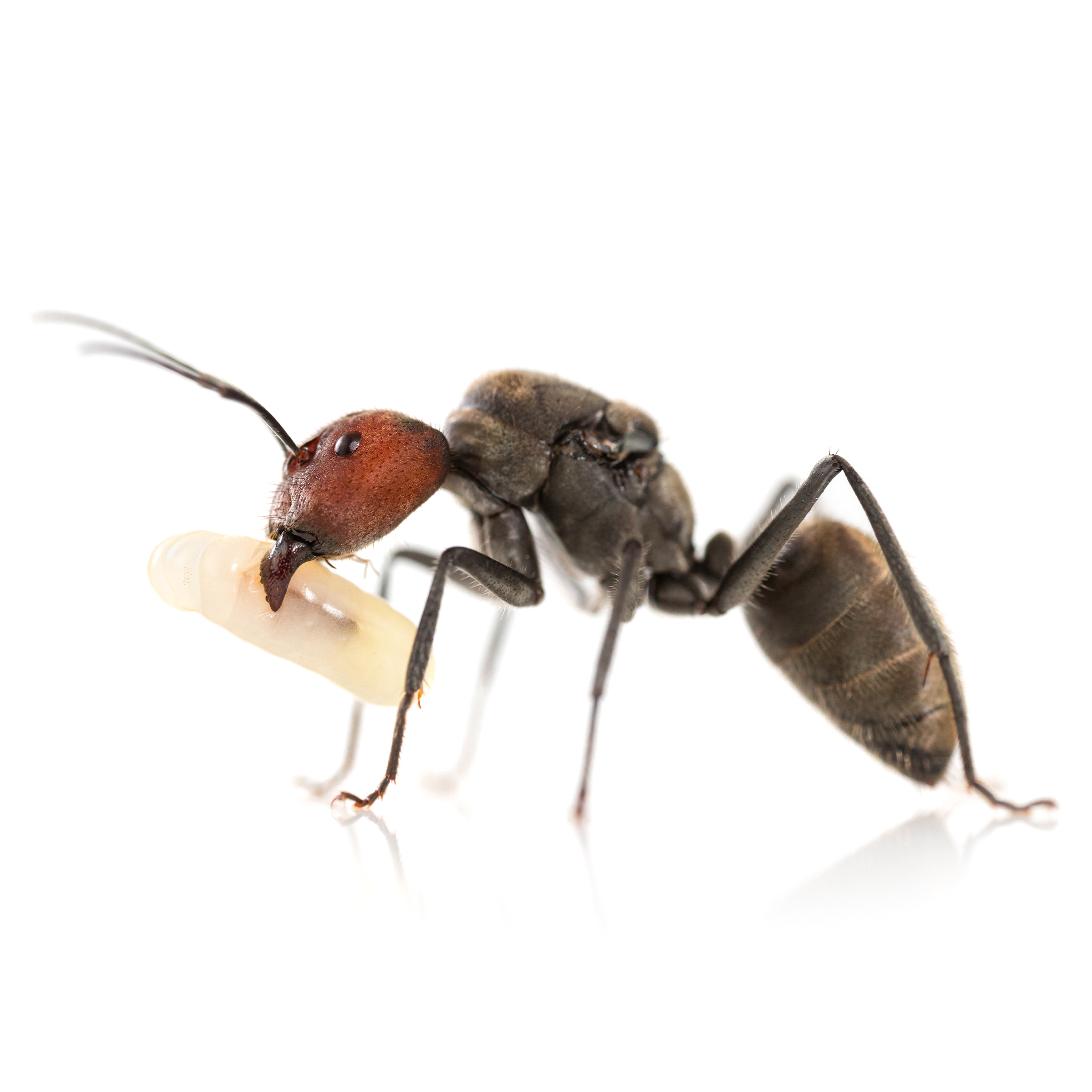 ANTSTORE - Ameisenshop - Ameisen kaufen - Camponotus singularis