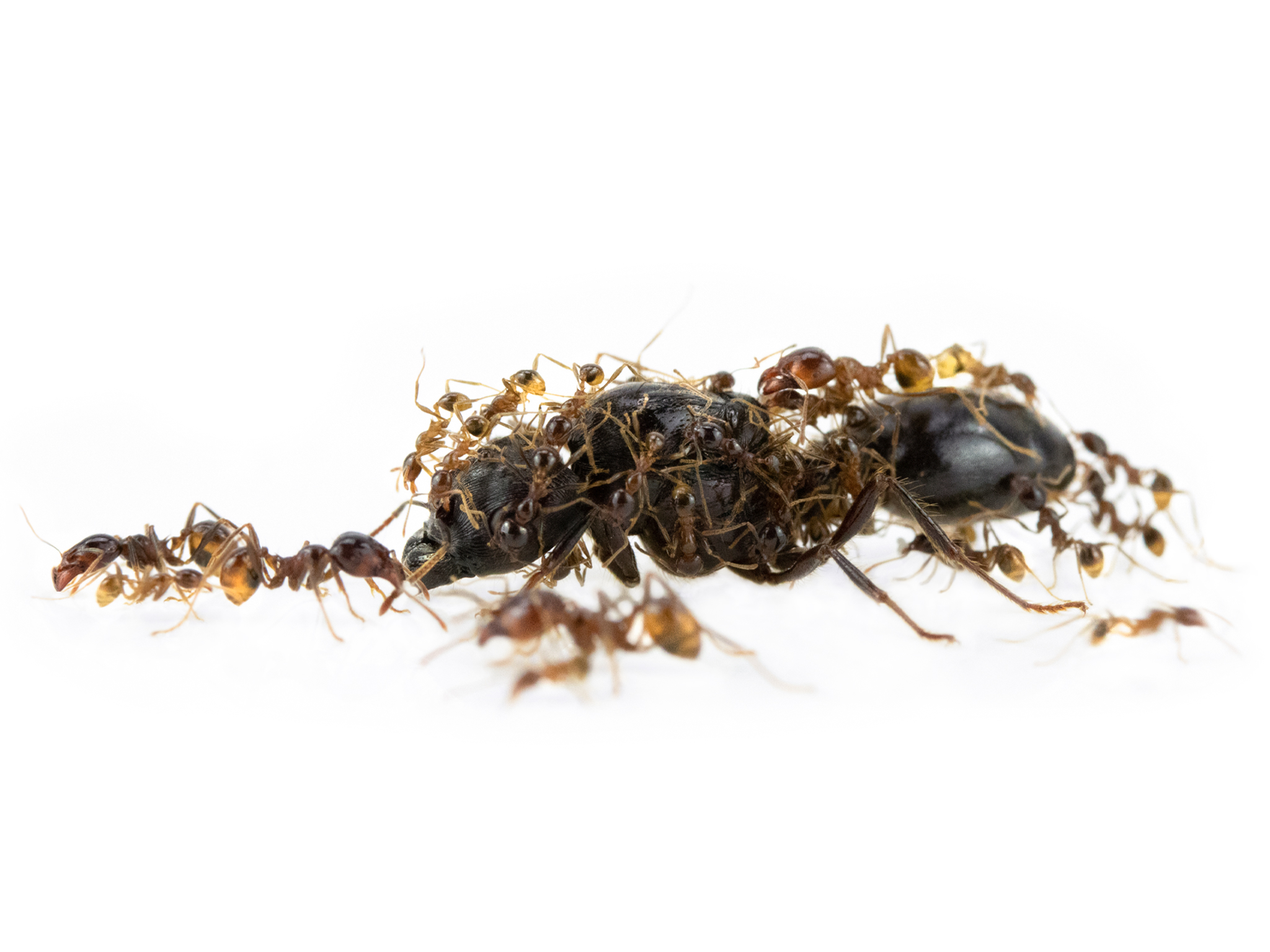 ANTSTORE - Ameisenshop - Ameisen kaufen - Carebara diversa ...