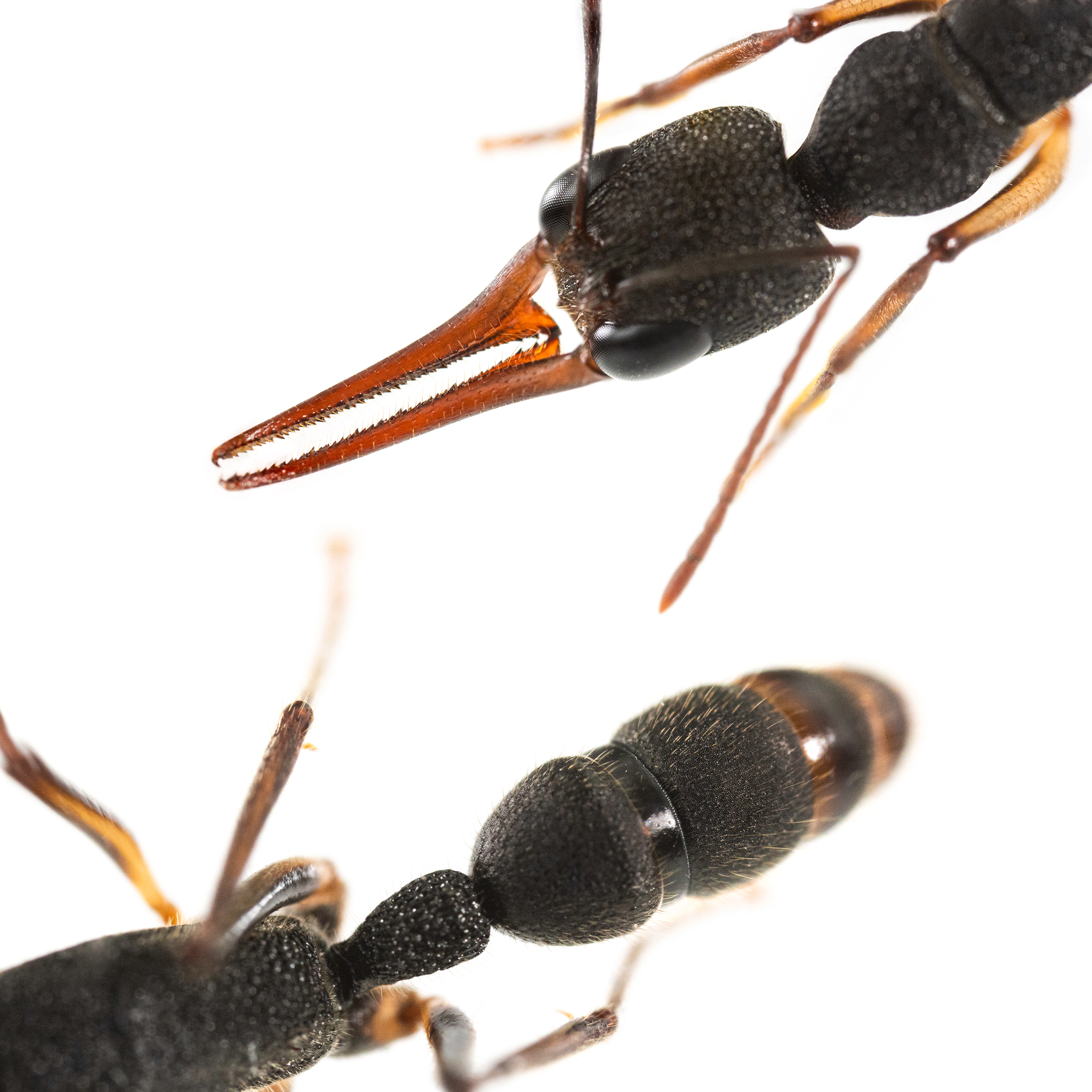 ANTSTORE - Ameisenshop - Ameisen kaufen - Harpegnathos venator