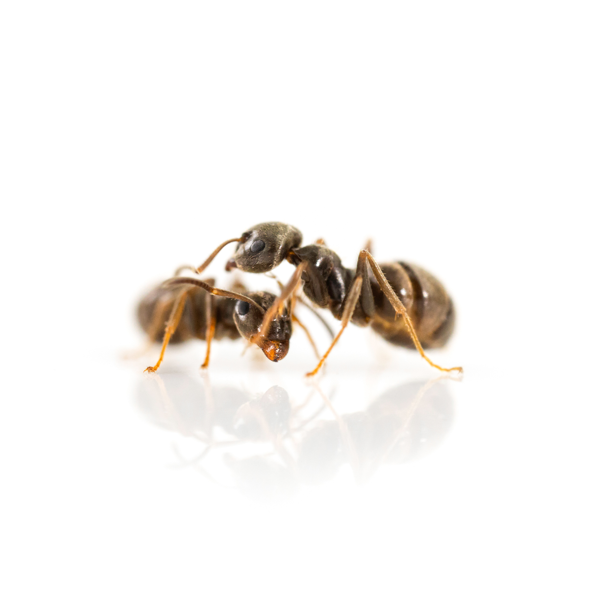 ANTSTORE - Ameisenshop - Ameisen kaufen - Lasius umbratus