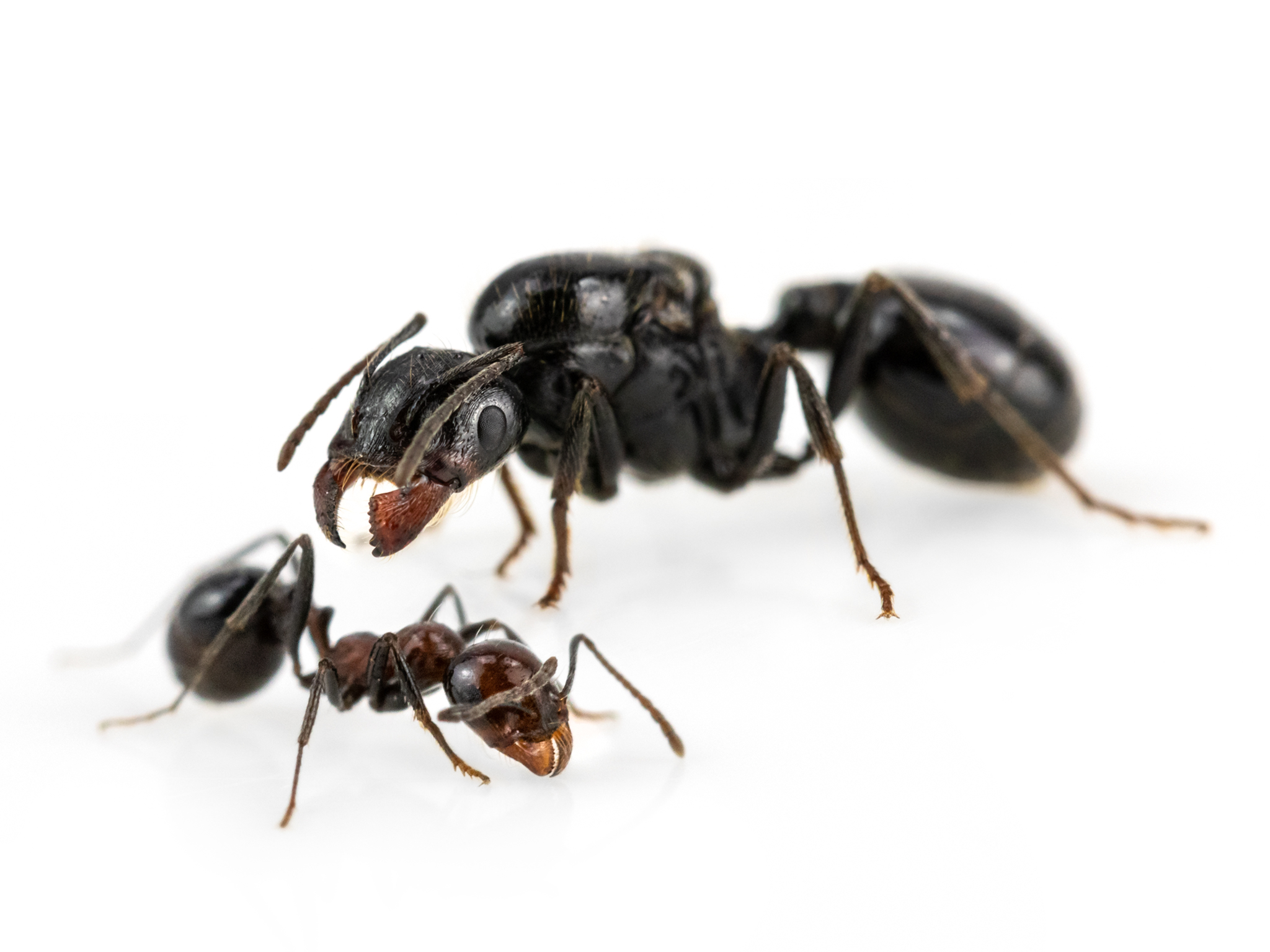 ANTSTORE - Ameisenshop - Ameisen kaufen - Messor minor hesperius
