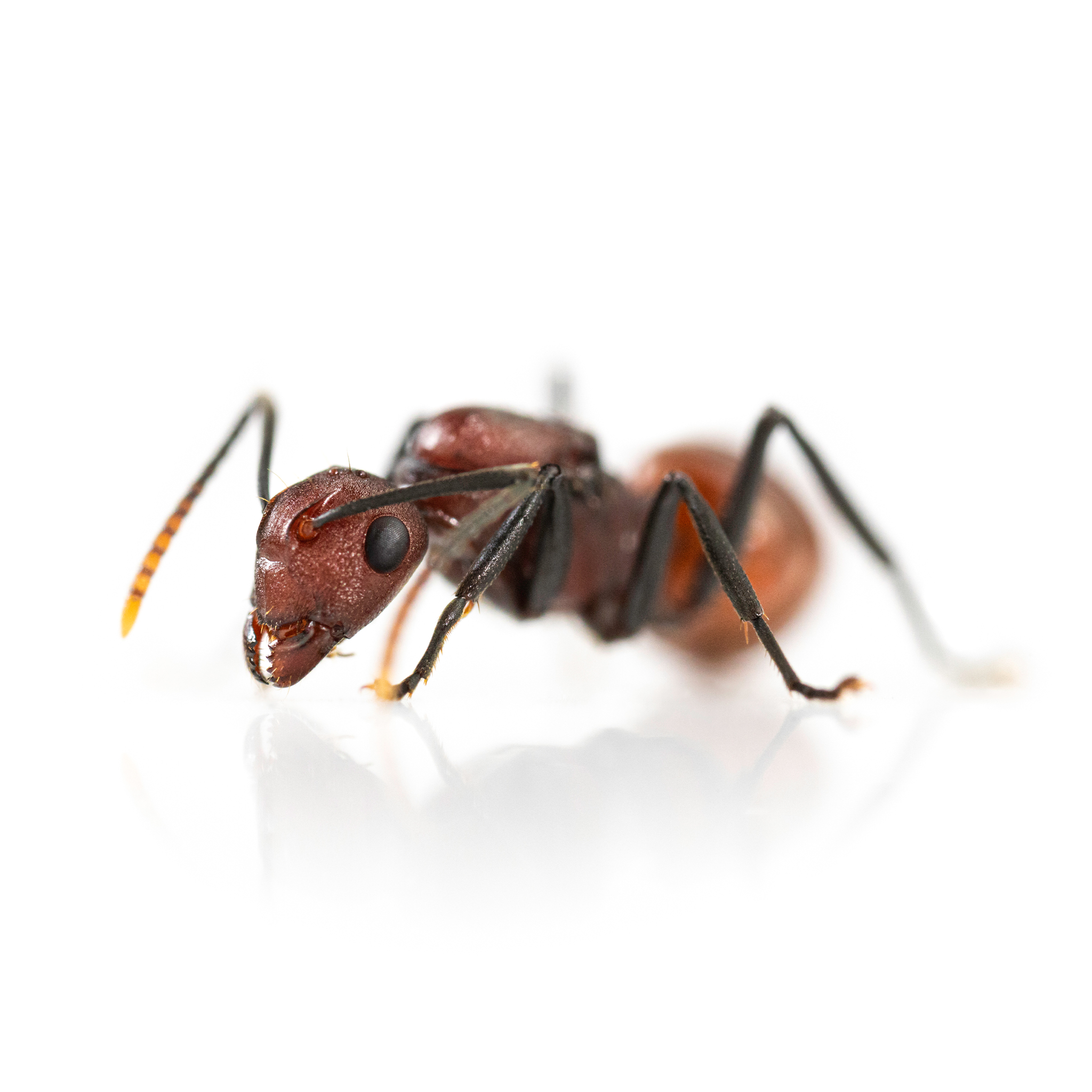 ANTSTORE - Ameisenshop - Ameisen kaufen - Polyrhachis thrinax