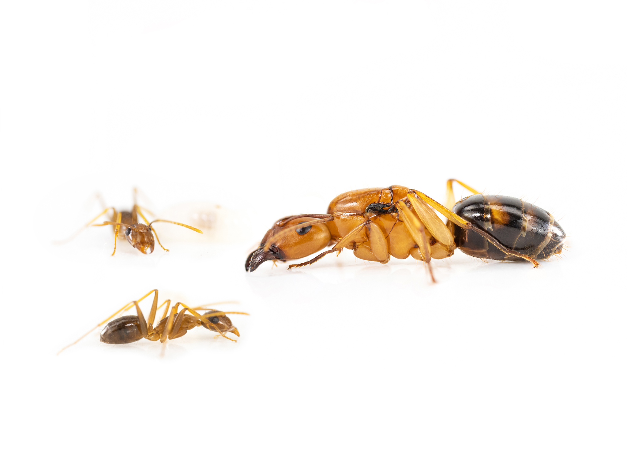 ANTSTORE - Ameisenshop - Ameisen kaufen - Camponotus maculatus subnudus