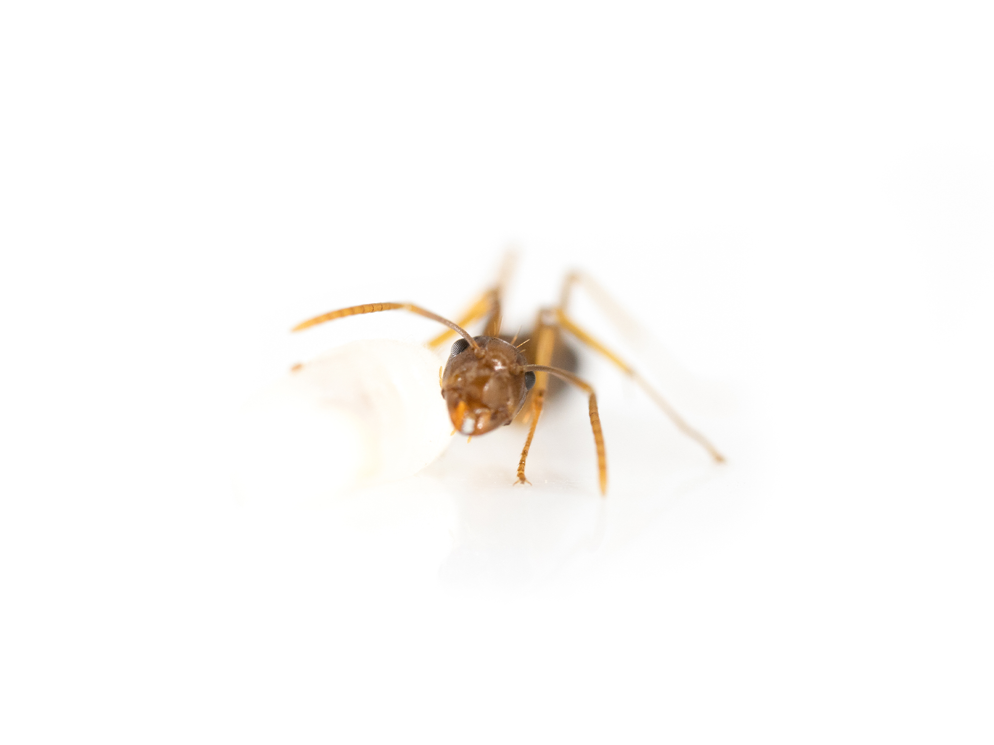 ANTSTORE - Ameisenshop - Ameisen kaufen - Camponotus maculatus subnudus