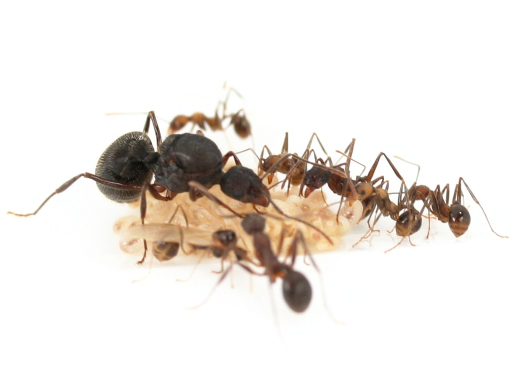 ANTSTORE - Ameisenshop - Ameisen kaufen - Aphaenogaster geei