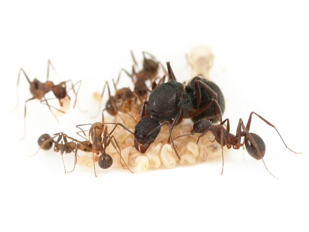 ANTSTORE - Ameisenshop - Ameisen kaufen - Aphaenogaster geei