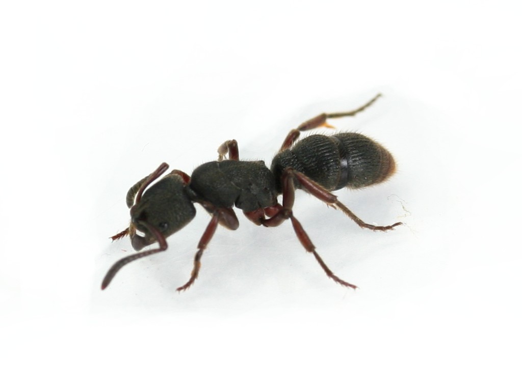 ANTSTORE - Ameisenshop - Ameisen kaufen - Pseudoneoponera rufipes ...