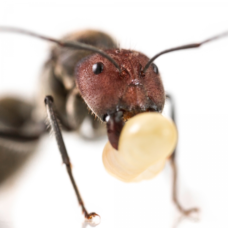 ANTSTORE - Ameisenshop - Ameisen kaufen - Camponotus singularis