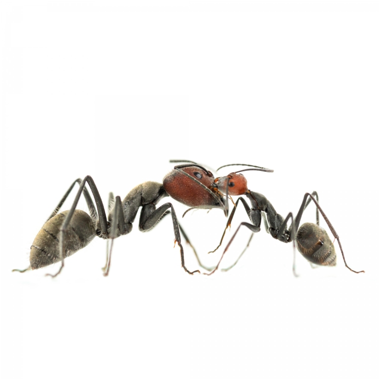 ANTSTORE - Ameisenshop - Ameisen kaufen - Camponotus singularis