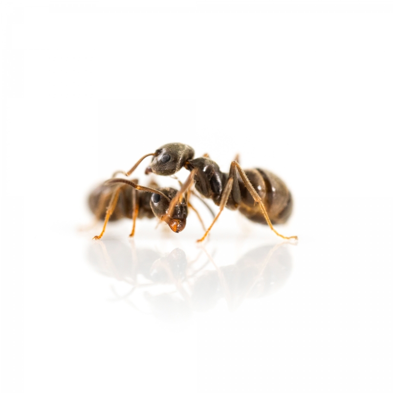 ANTSTORE - Ameisenshop - Ameisen kaufen - Lasius umbratus