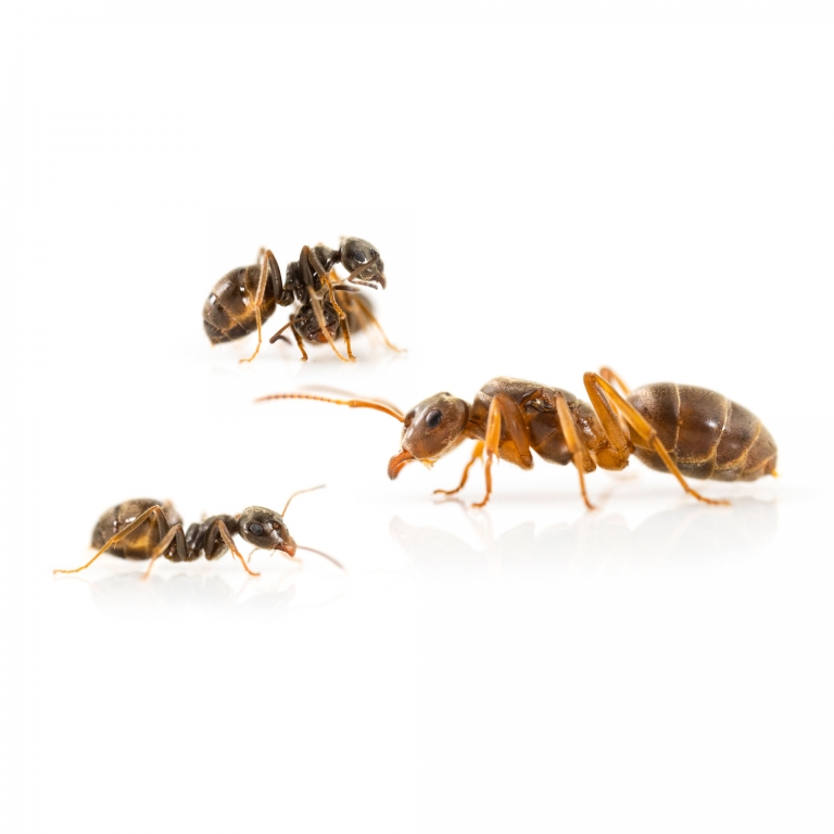 ANTSTORE - Ameisenshop - Ameisen kaufen - Lasius umbratus
