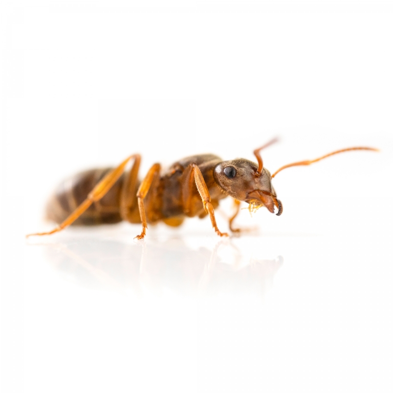 ANTSTORE - Ameisenshop - Ameisen kaufen - Lasius umbratus