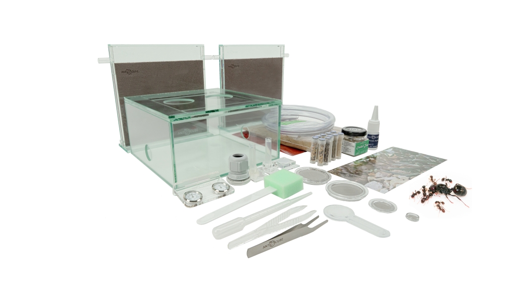 ANTSTORE - Ameisenshop - Ameisen kaufen - Bundle Offer - Messor barbarus
