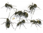 ANTSTORE - Ameisenshop - Ameisen kaufen - Buy ants and ant colonies ...