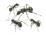 ANTSTORE - Ameisenshop - Ameisen kaufen - Buy ants and ant colonies ...
